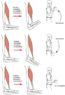 9.4 Nervous System Control of Muscle Tension – SBV Fundamentals of ...