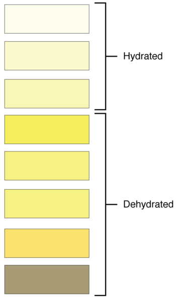 17.1 Physical Characteristics of Urine – SBV Fundamentals of Anatomy ...