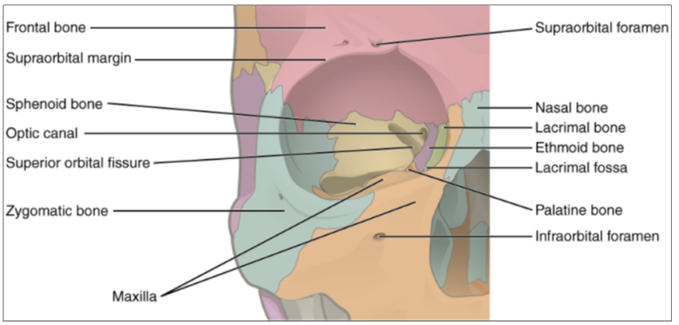 10.9 The Skull – SBV Fundamentals of Anatomy and Physiology
